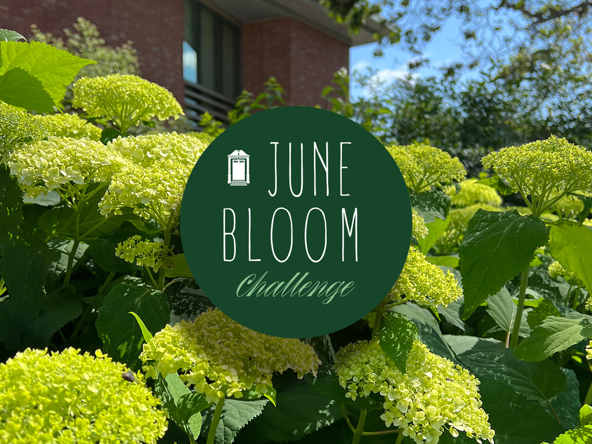 June Bloom Challenge 2023 · GiveCampus